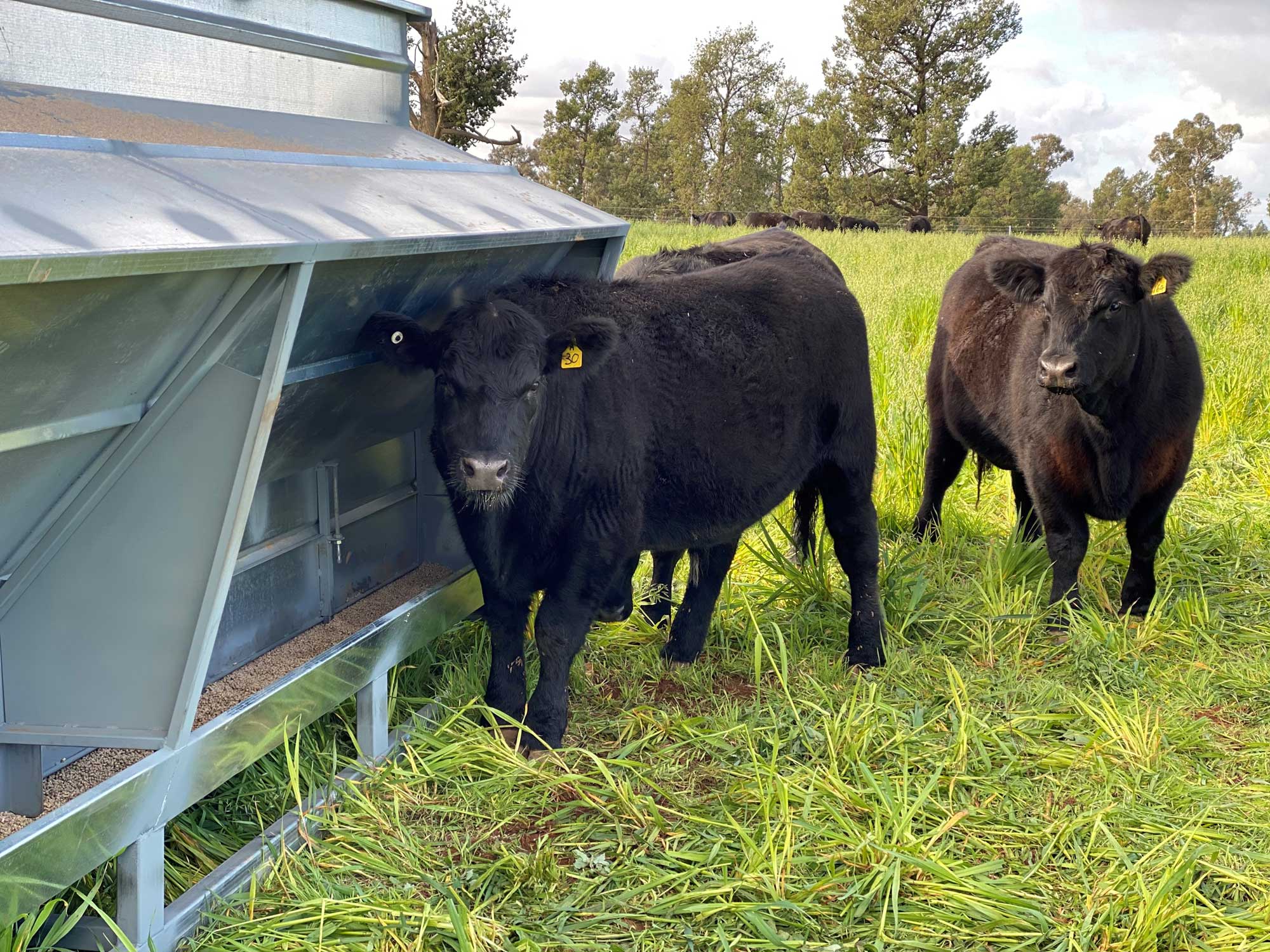 Wanderer Beef | Australian Wholesale Meats